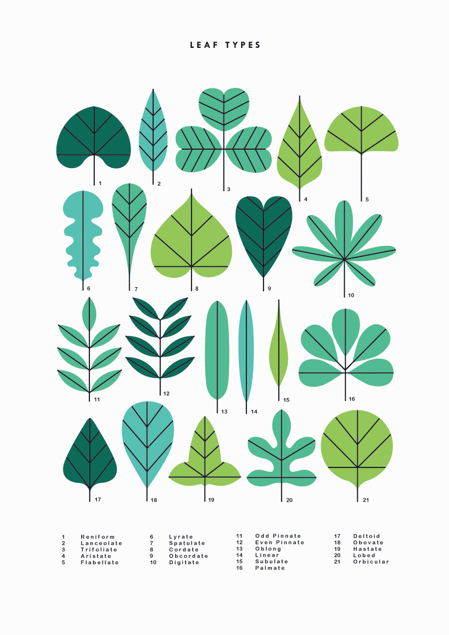 Leaf Types Sarah Abbott