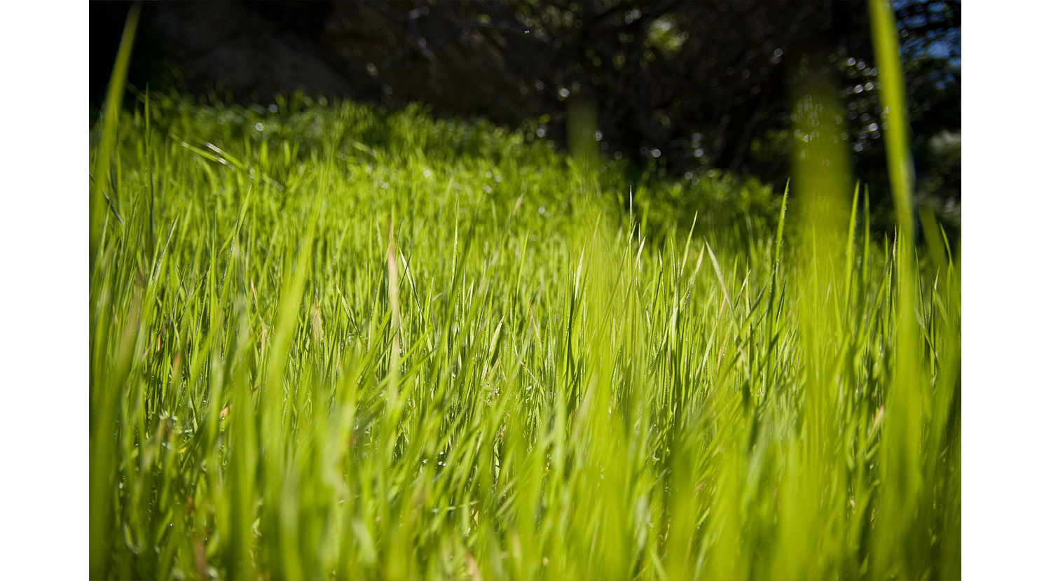 AGROSTOLOGY - BRIAN FAINI | photography
