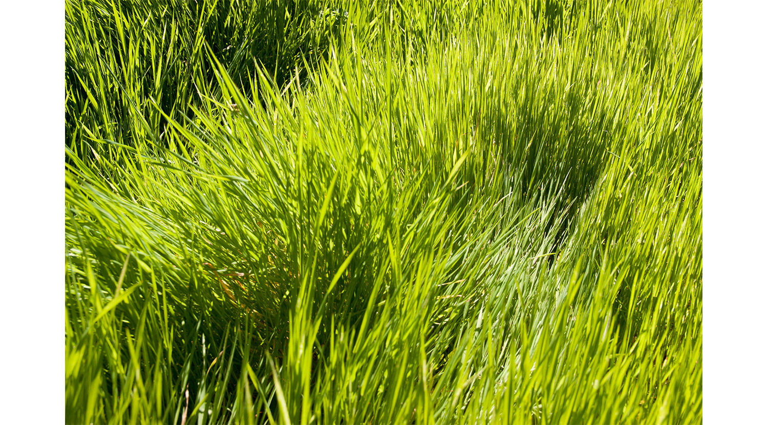 AGROSTOLOGY - BRIAN FAINI | photography