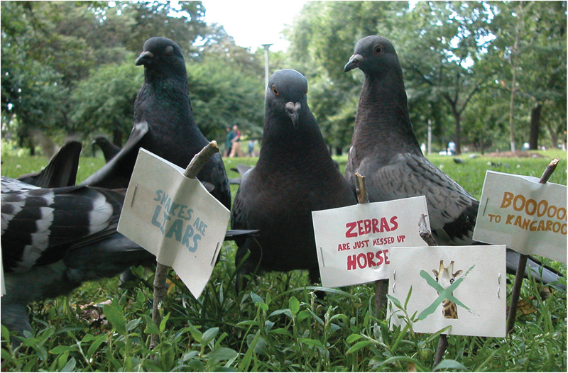 toronto zoo - jealous animals - Patrick Shing: Art Director