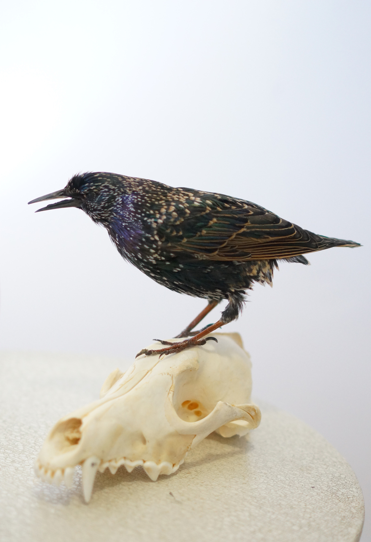 Starlings on Skulls - divya