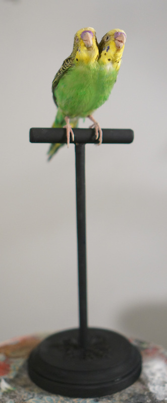 Polycephalic Parakeets - divya