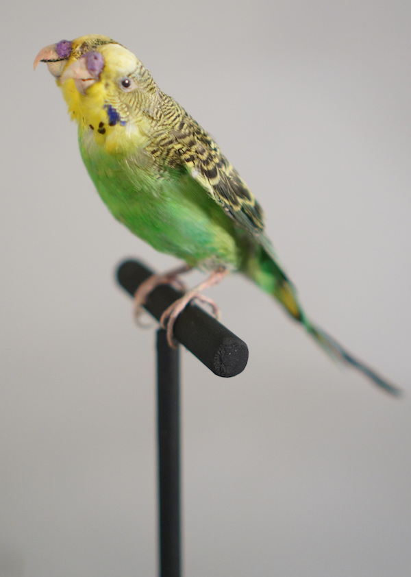 Polycephalic Parakeets - divya