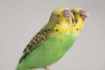 Polycephalic Parakeets - divya