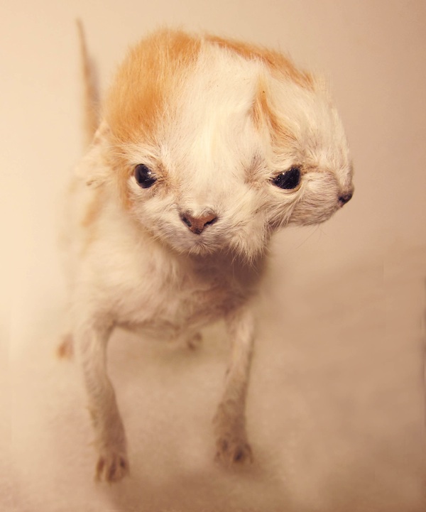deformed cats