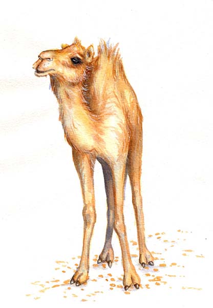 Children's Book Illustration - Emma Stuart Illustration