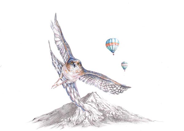Drawings - Emma Stuart Illustration