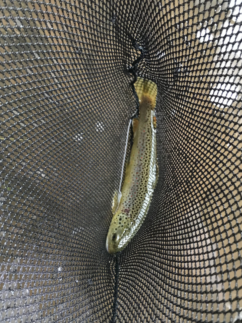 fish - joe-garvey.com