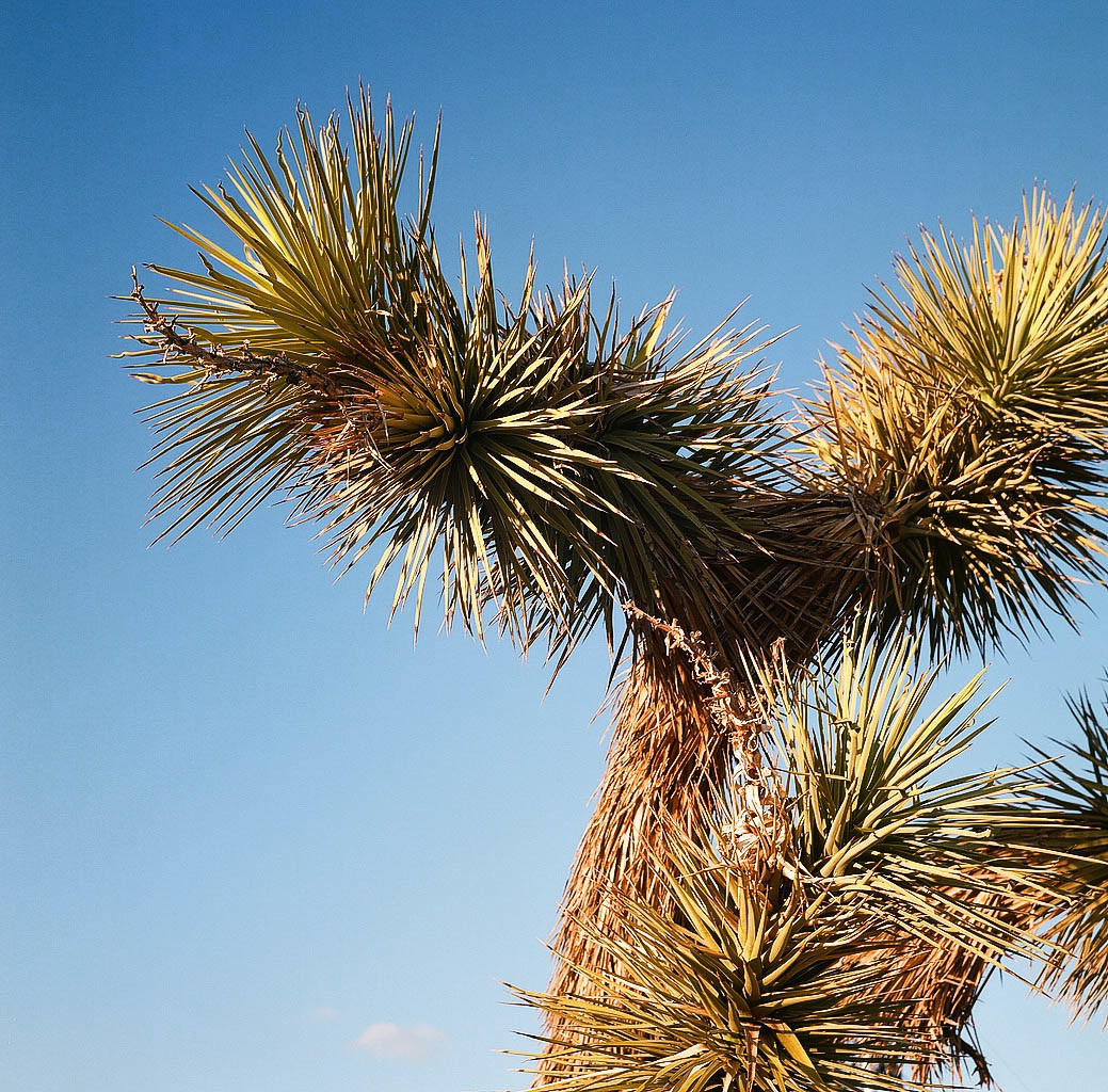 Noah Purifoy Desert Art Museum - Hannah Ray Taylor Photography