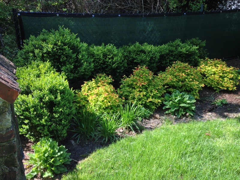 Low Maintenance/Deer Resistant - Michelle Miller Landscape Design