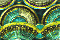 BIO | PATTERNS - COMPLEXITY GRAPHICS