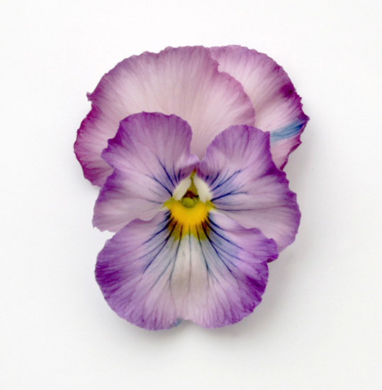 Flowers - Graeme Harris