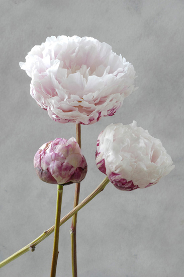 Flowers - Graeme Harris