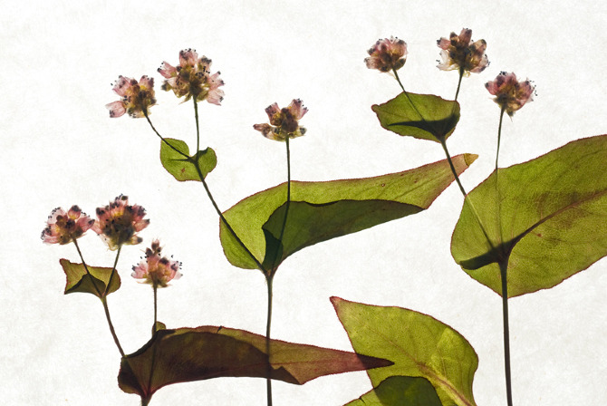 Flowers - Graeme Harris