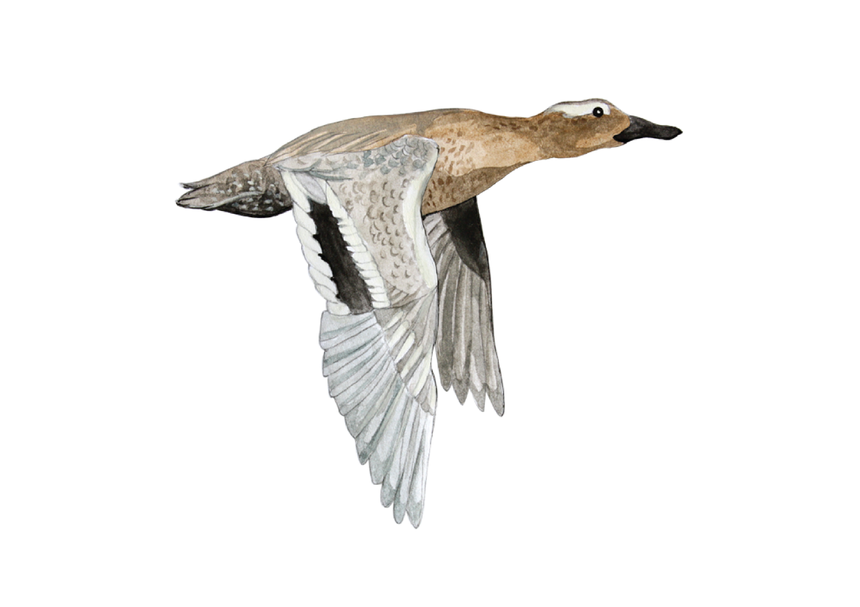 fauna - giulia.illustration