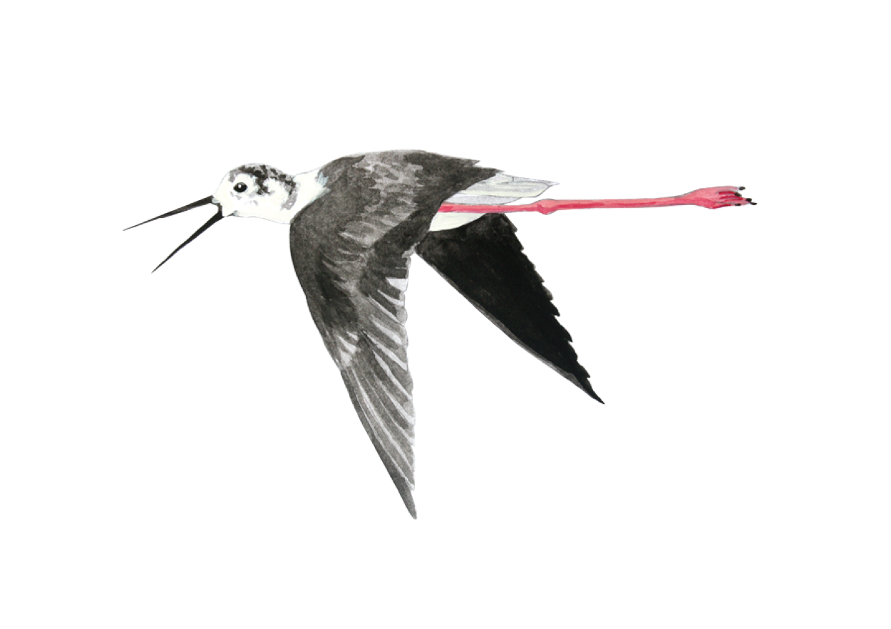 fauna - giulia.illustration