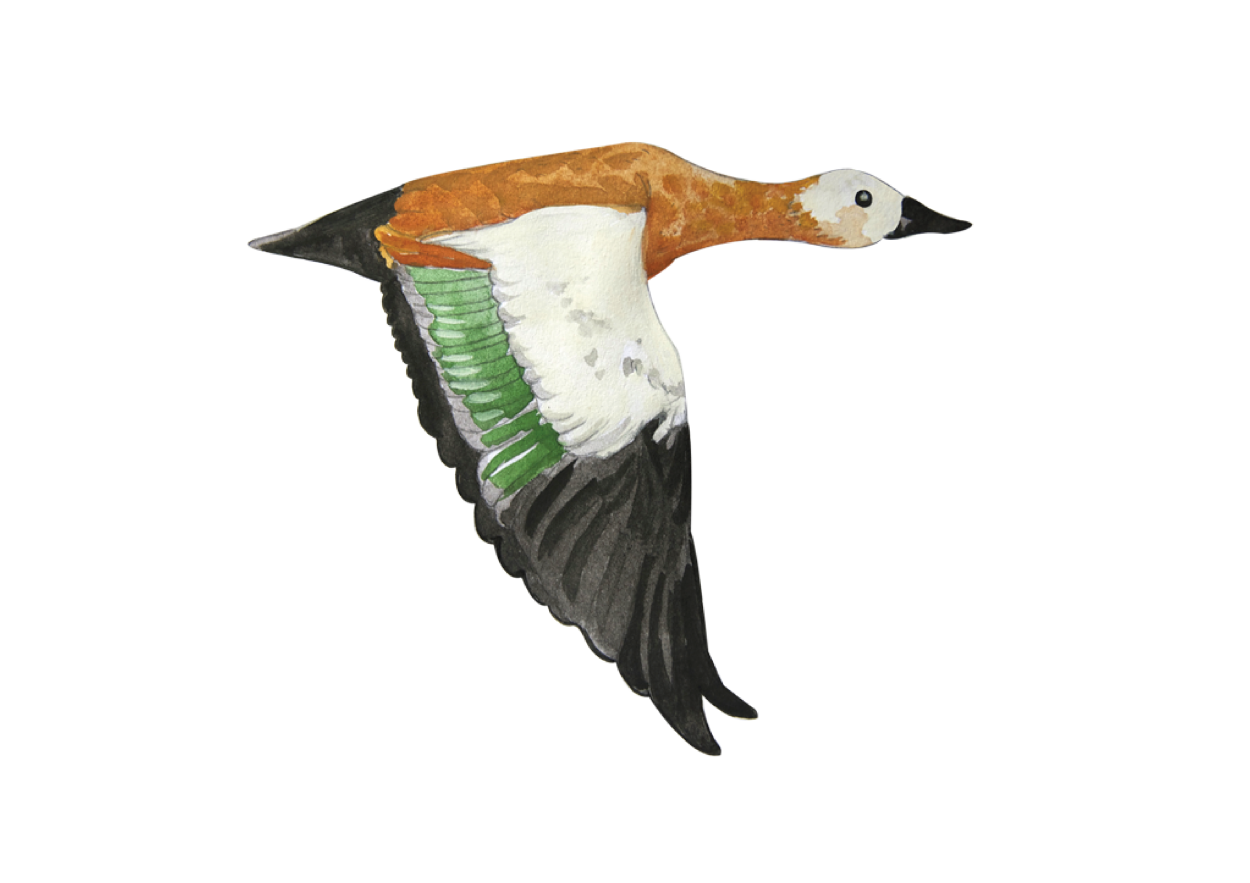 fauna - giulia.illustration