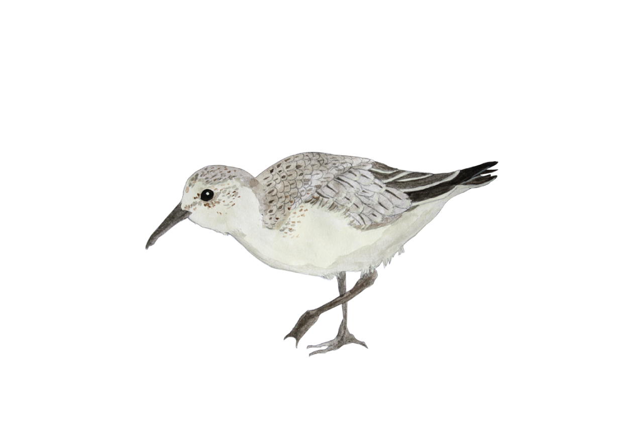 fauna - giulia.illustration