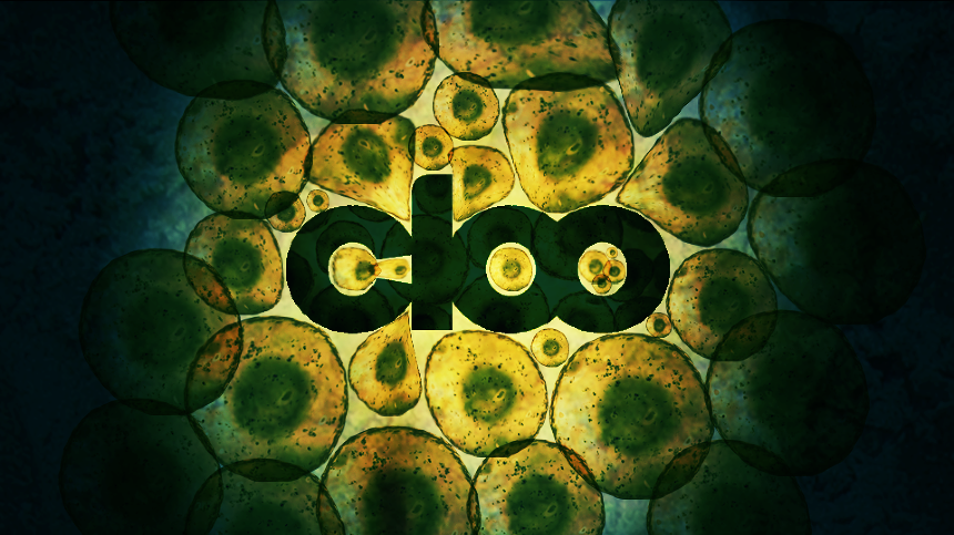 Cloo - Teriyaki Chen