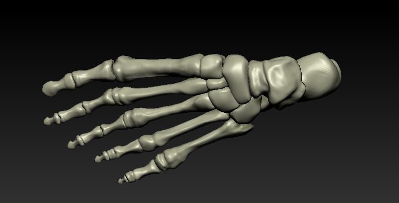 Skeleton from Medical Reference - Sean Smith's Portfolio