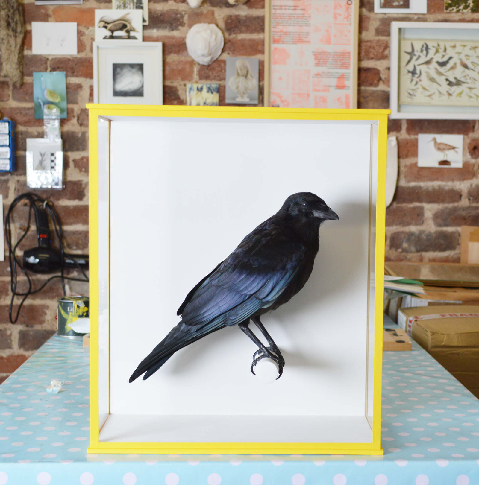 Jazmine Miles-Long - Ethical Taxidermy