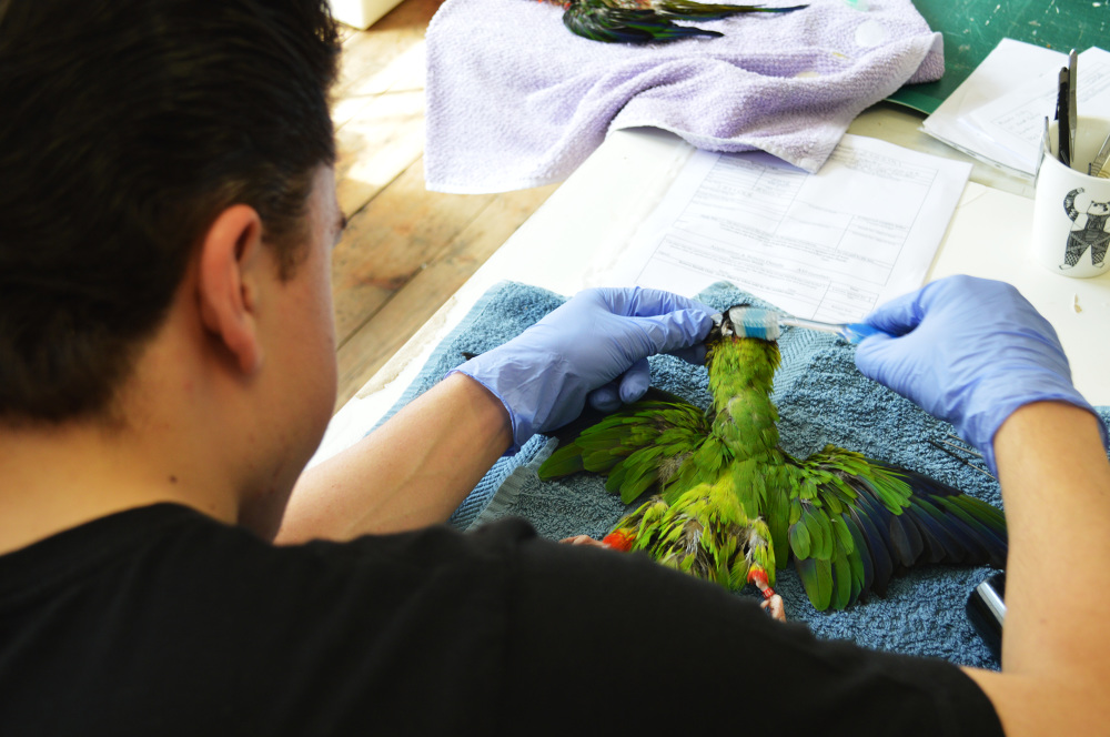 Workshops / Education - Ethical Taxidermy