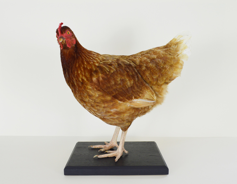 Museums - Ethical Taxidermy