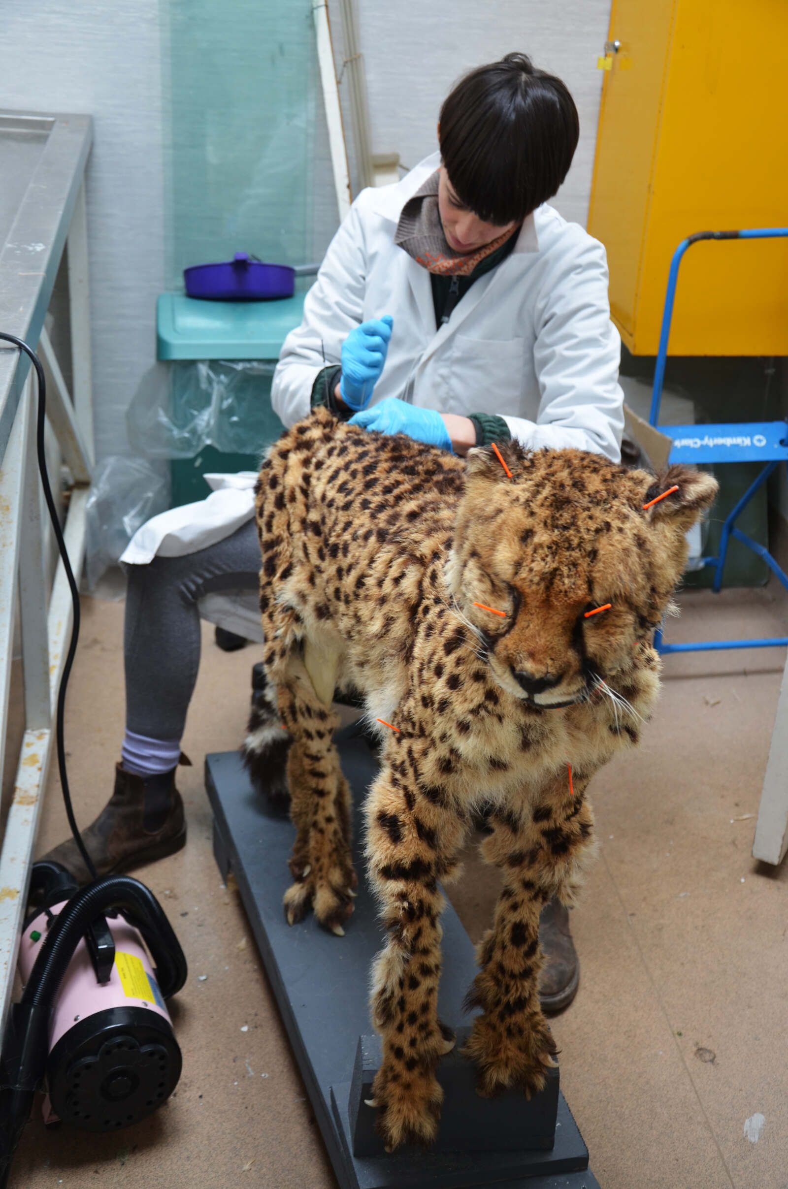 Museums - Ethical Taxidermy