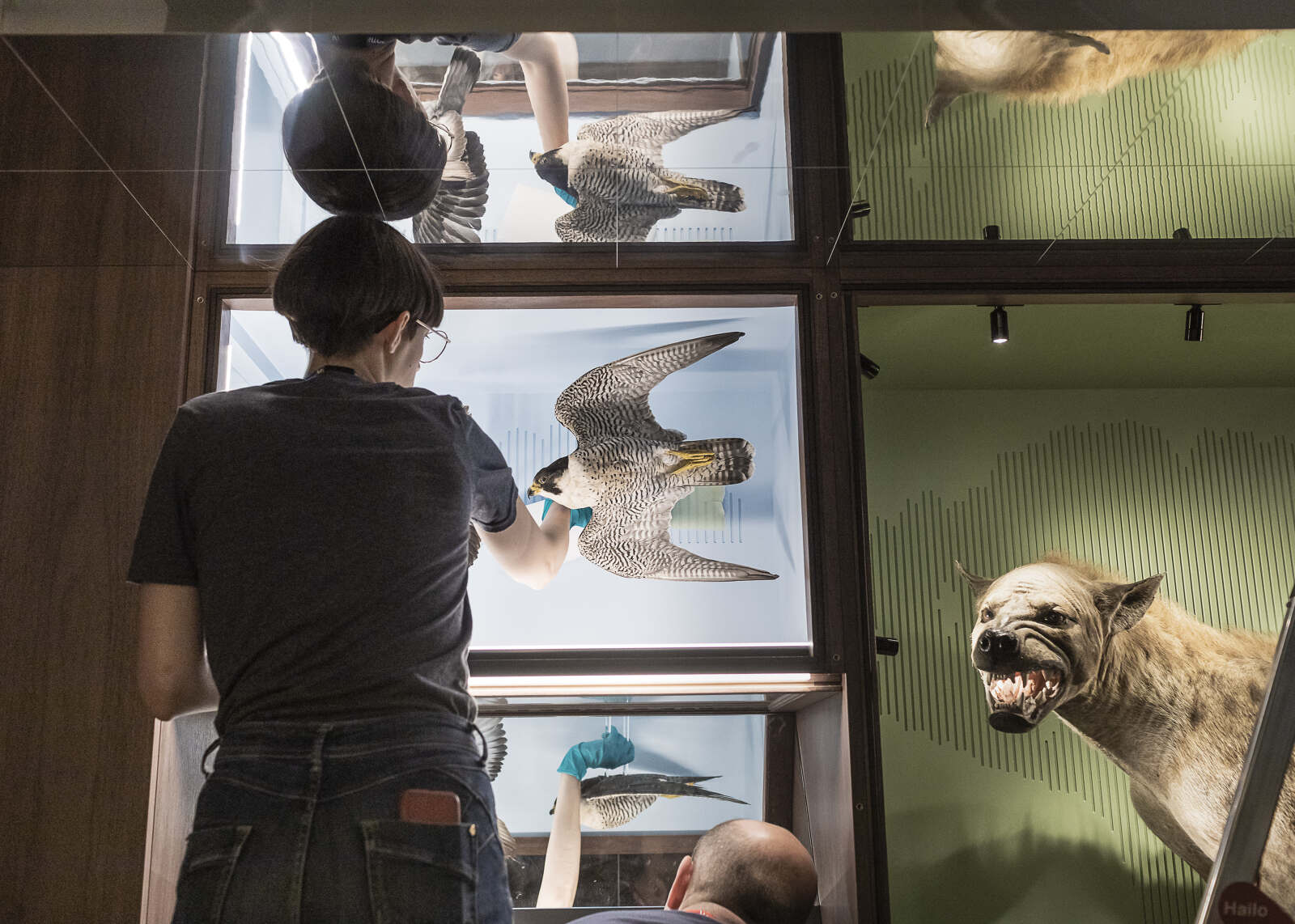 Museums - Ethical Taxidermy