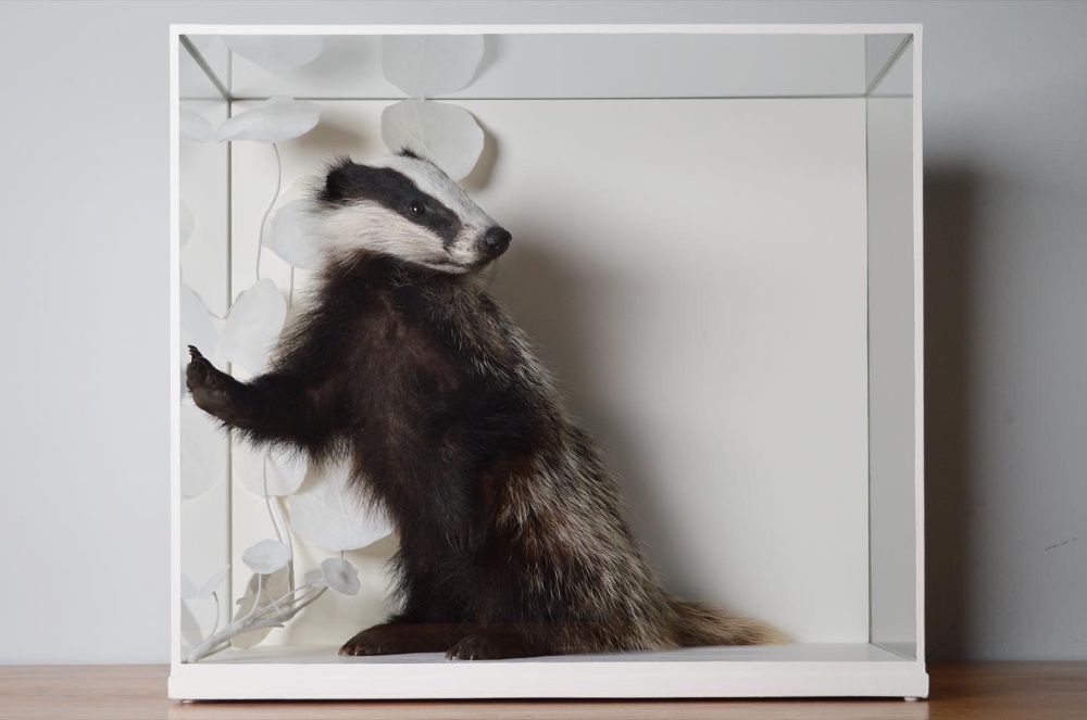 For Sale - Ethical Taxidermy