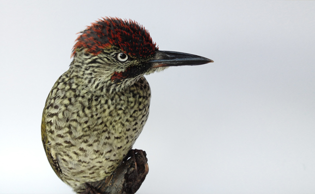 Birds - Ethical Taxidermy