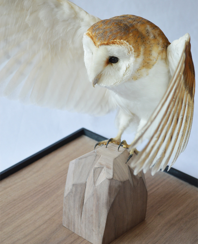 Birds - Ethical Taxidermy