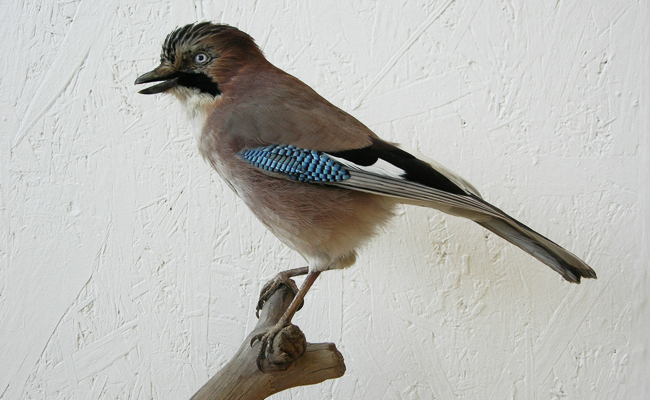 Birds - Ethical Taxidermy