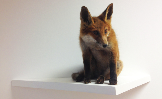 Mammals - Ethical Taxidermy