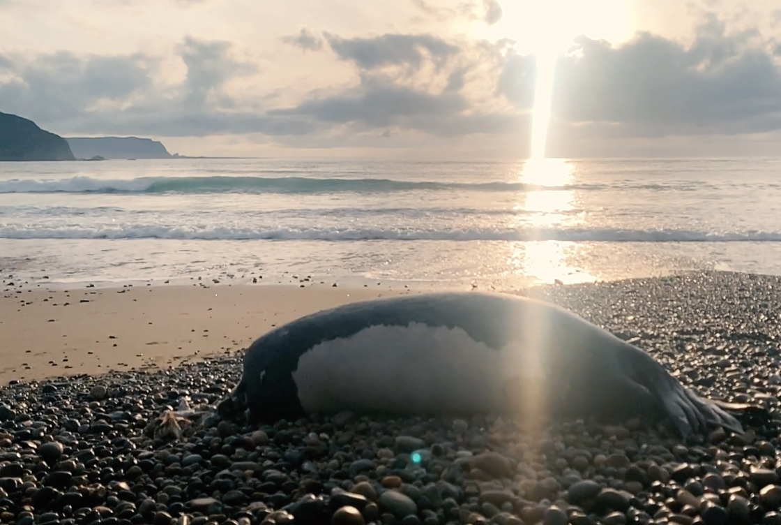 Sean Mullan | Filmmaker