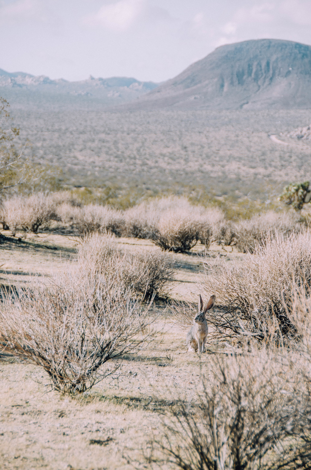 Flora and Wildlife - Mya Ballin | Photography