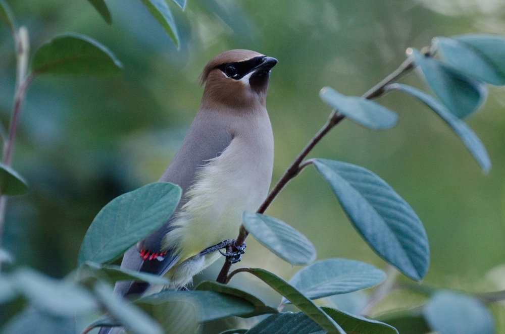 Birds - Mya Ballin | Photography