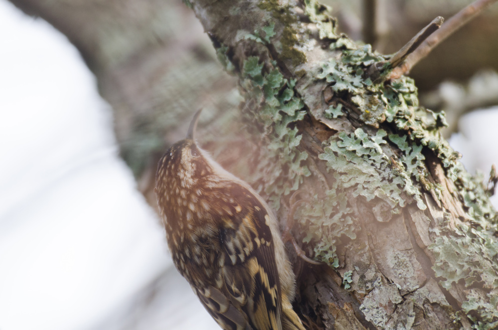 Birds - Mya Ballin | Photography