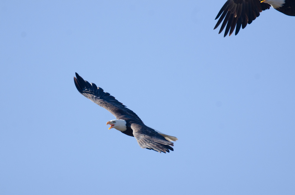 Birds - Mya Ballin | Photography