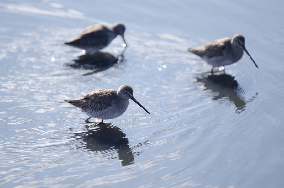 Birds - Mya Ballin | Photography