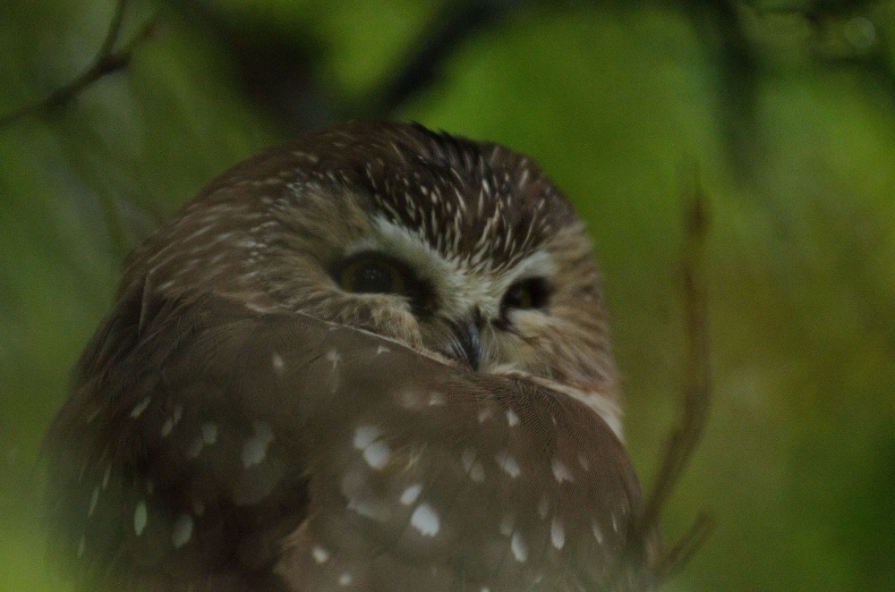 Birds - Mya Ballin | Photography