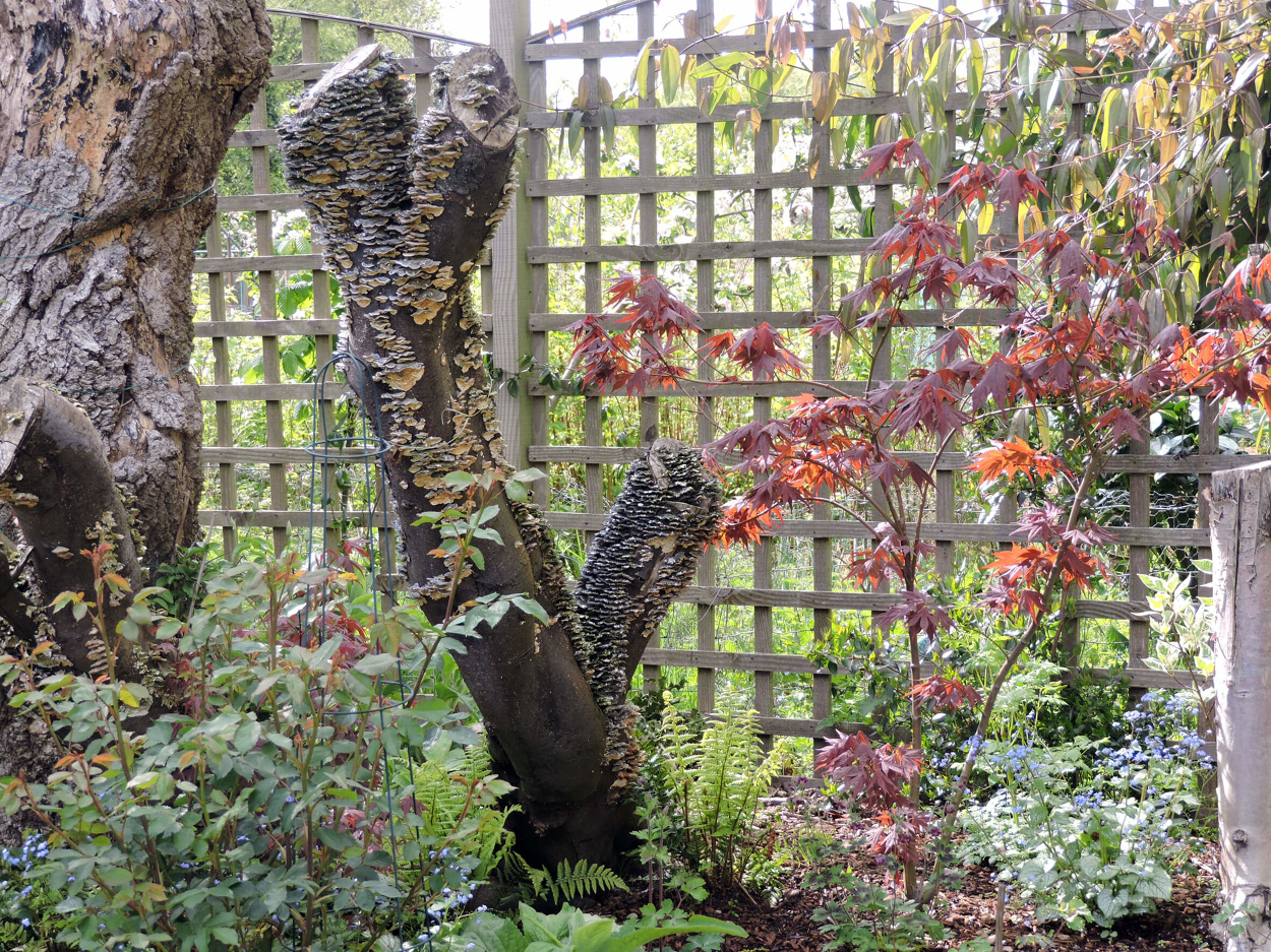 Dorset, Woodland Stump Border - Lucy Conochie Garden Design