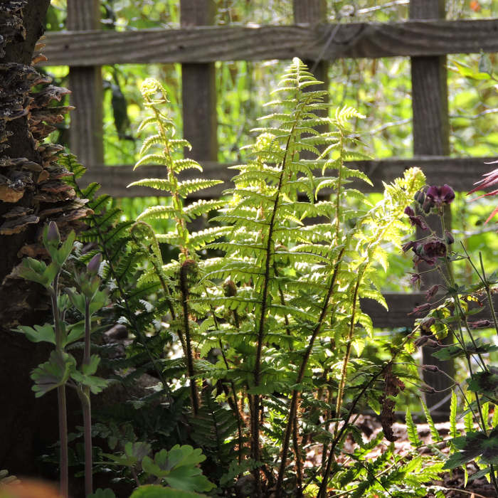 Dorset, Woodland Stump Border - Lucy Conochie Garden Design