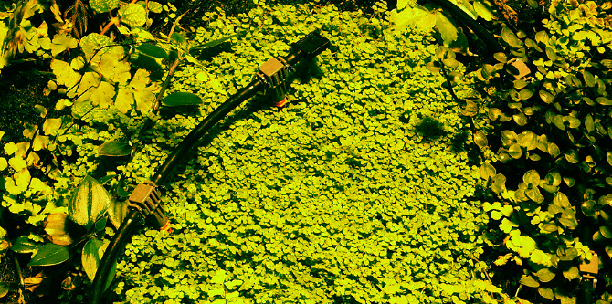 CELLS - MAK - Lindle+Bukor