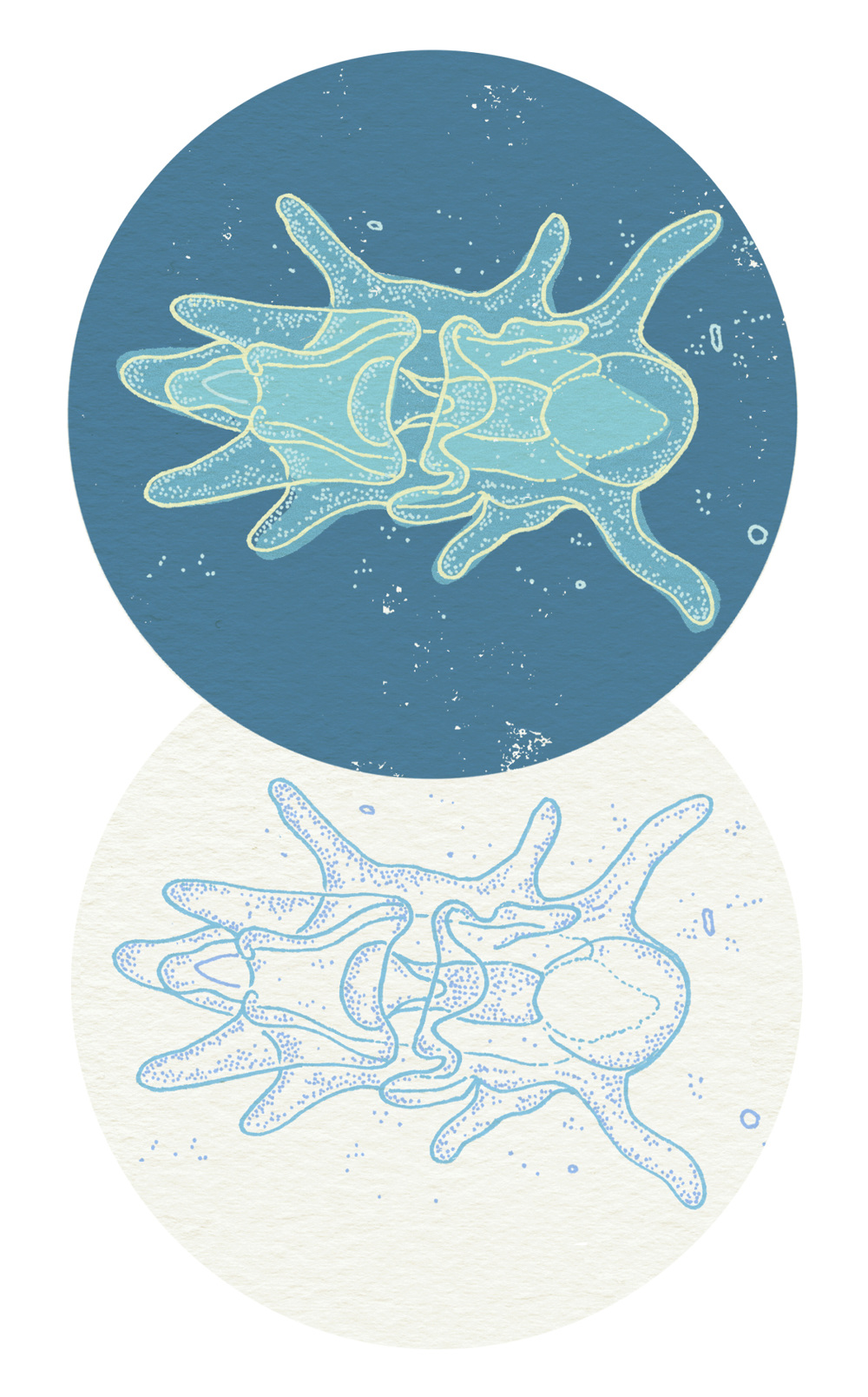 Microscopic Sea Life - V Martineau Illustration