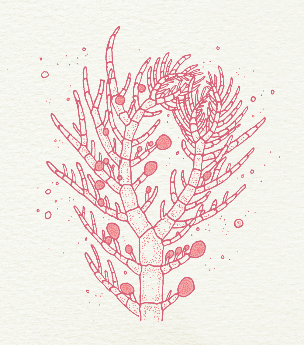 Microscopic Sea Life - V Martineau Illustration