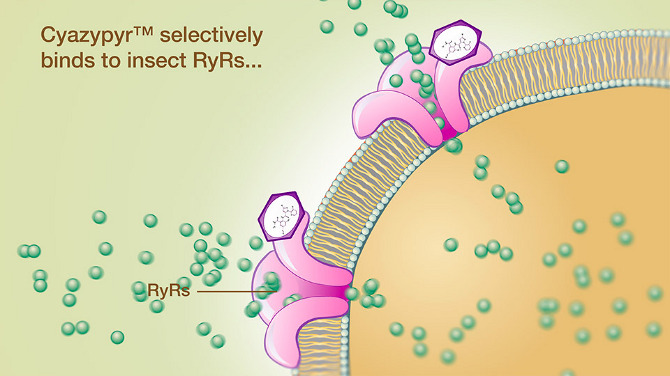 Dupont Cyazypyr - Insomnia Graphics