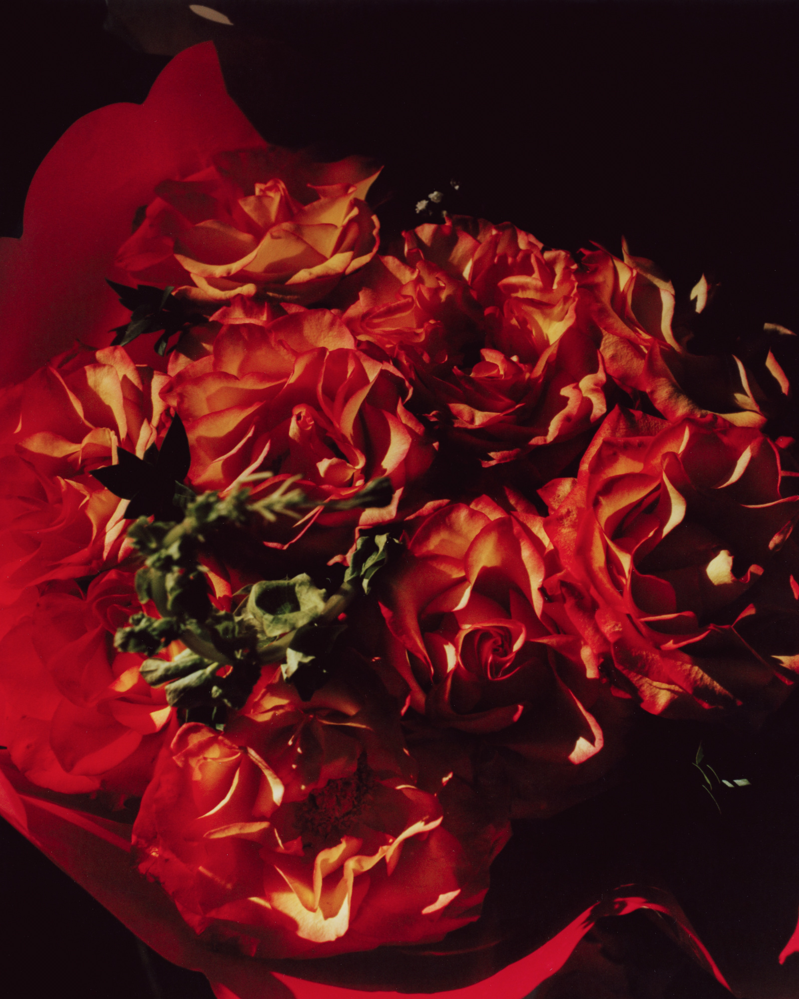 Family Album - pat martin