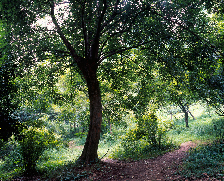 Under the leaves - Fabien Seguin