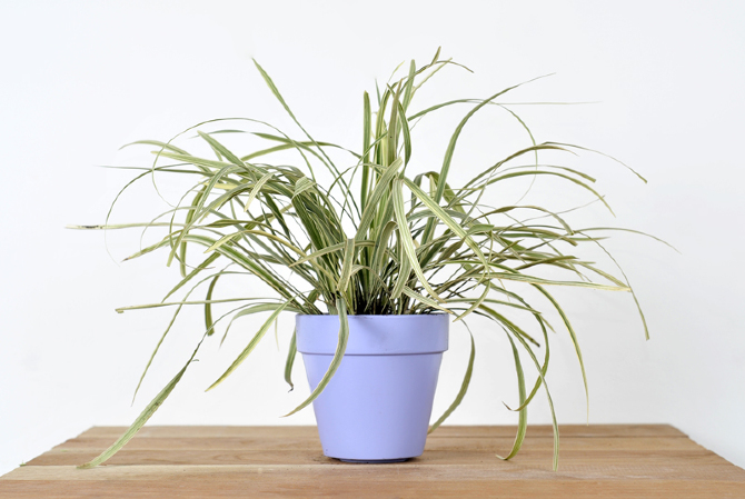 Catalogo Tropicalia de Plantas - Tropicalia Estudio